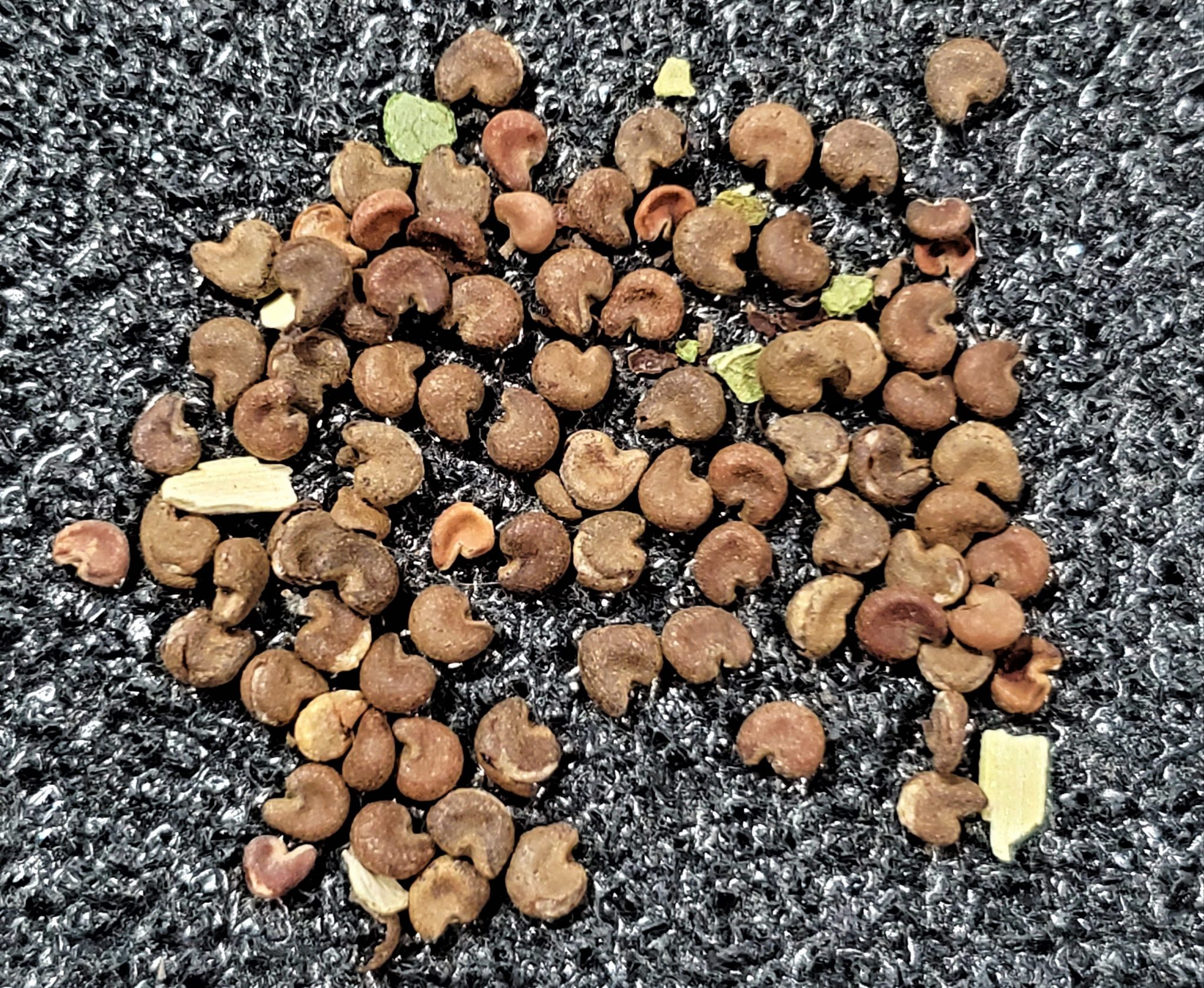 ALCLA seed packets Scarified Wild Hollyhock seeds