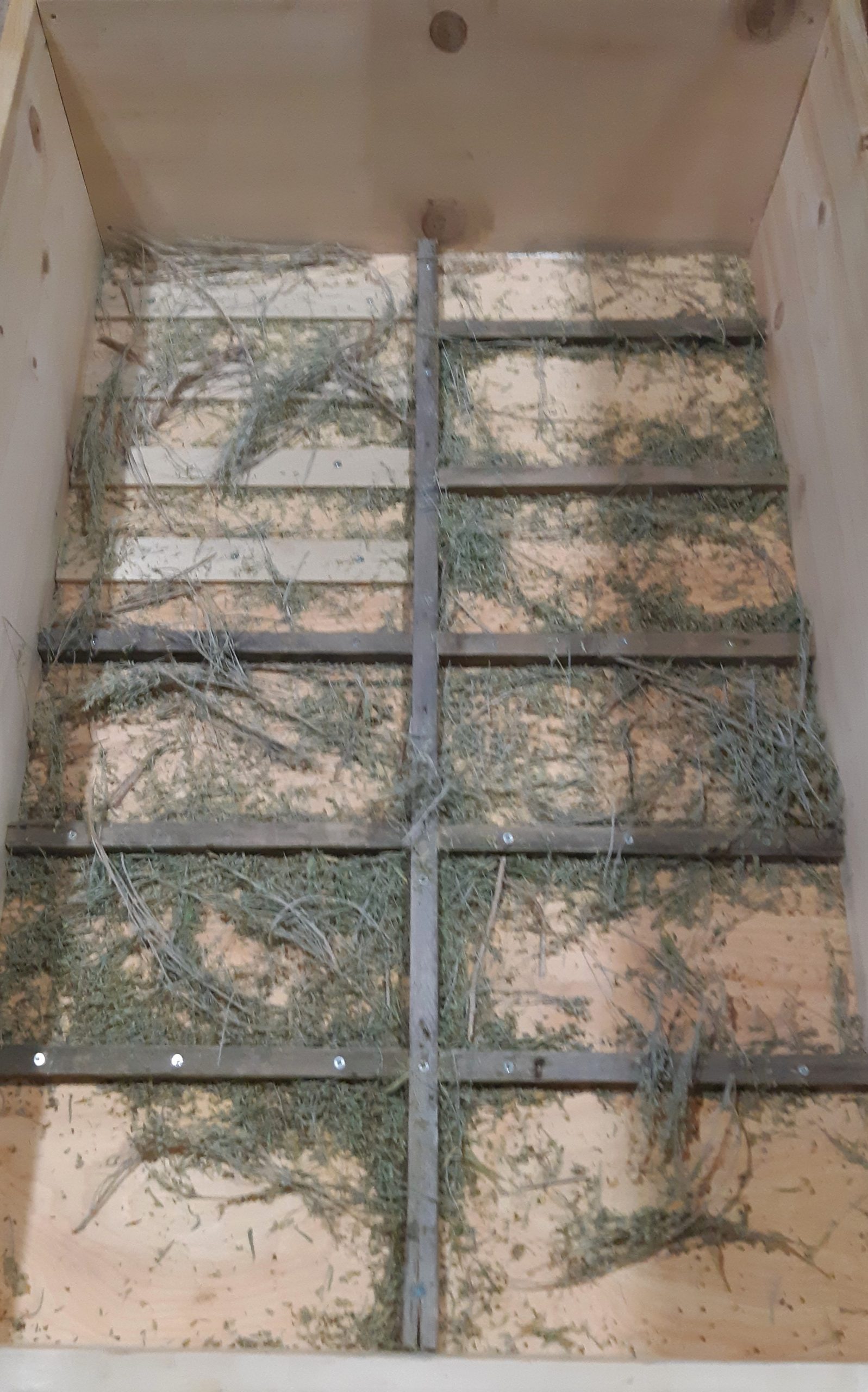 The seeds are dumped out of the box into a container for further ...