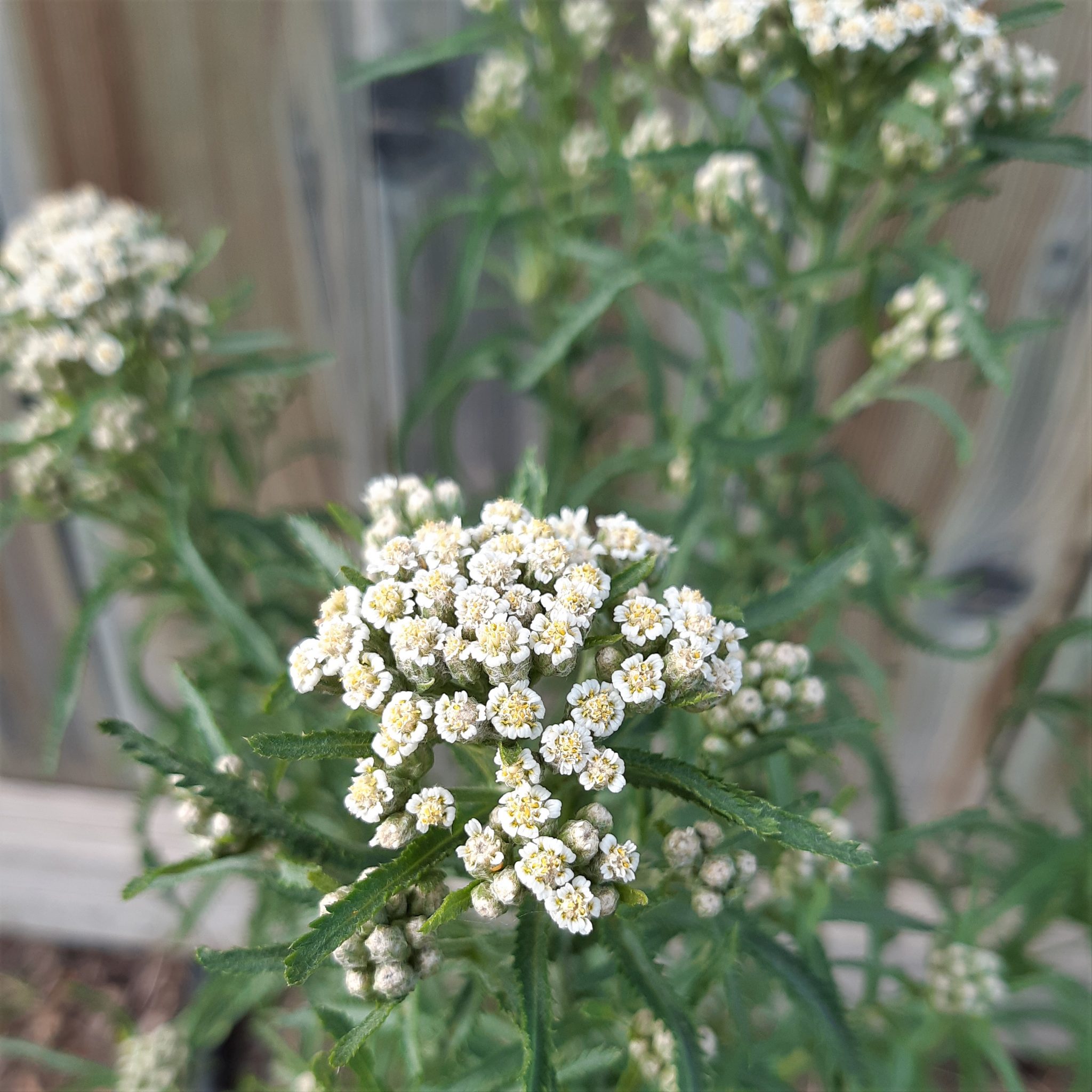 Previous Scientific Names Achillea sibirica