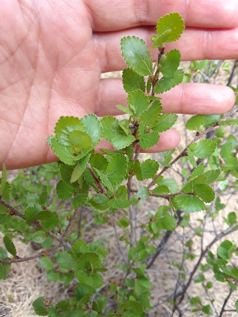 back to main search page