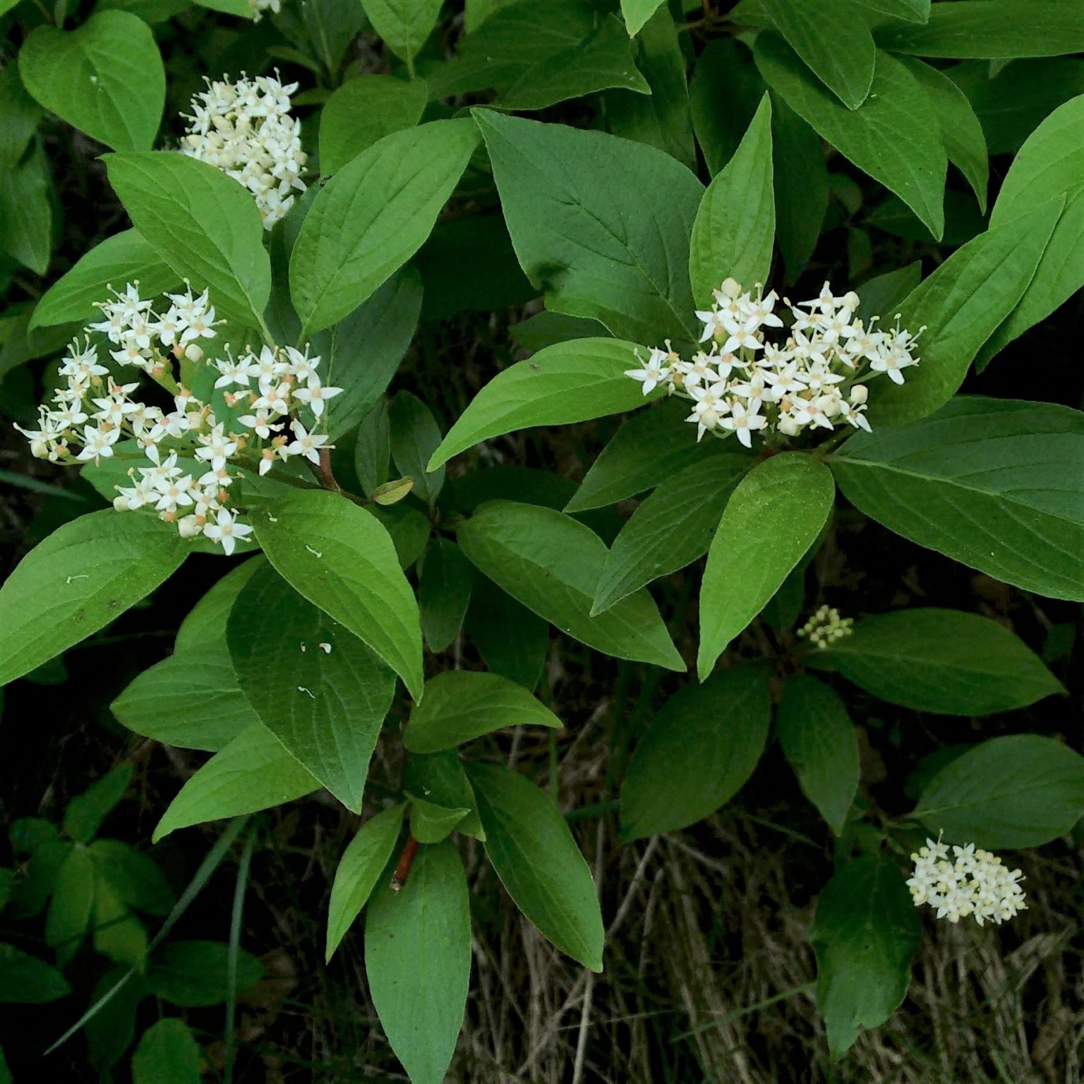 Previous Scientific Names Cornus stolonifera