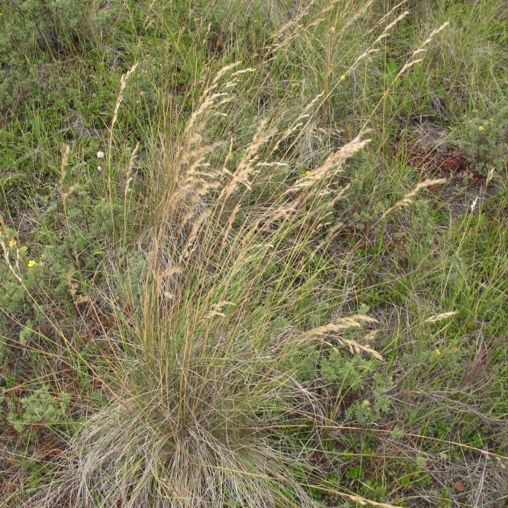 Previous Scientific Names Festuca scabrella