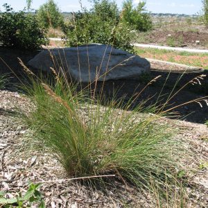 Festuca campestris