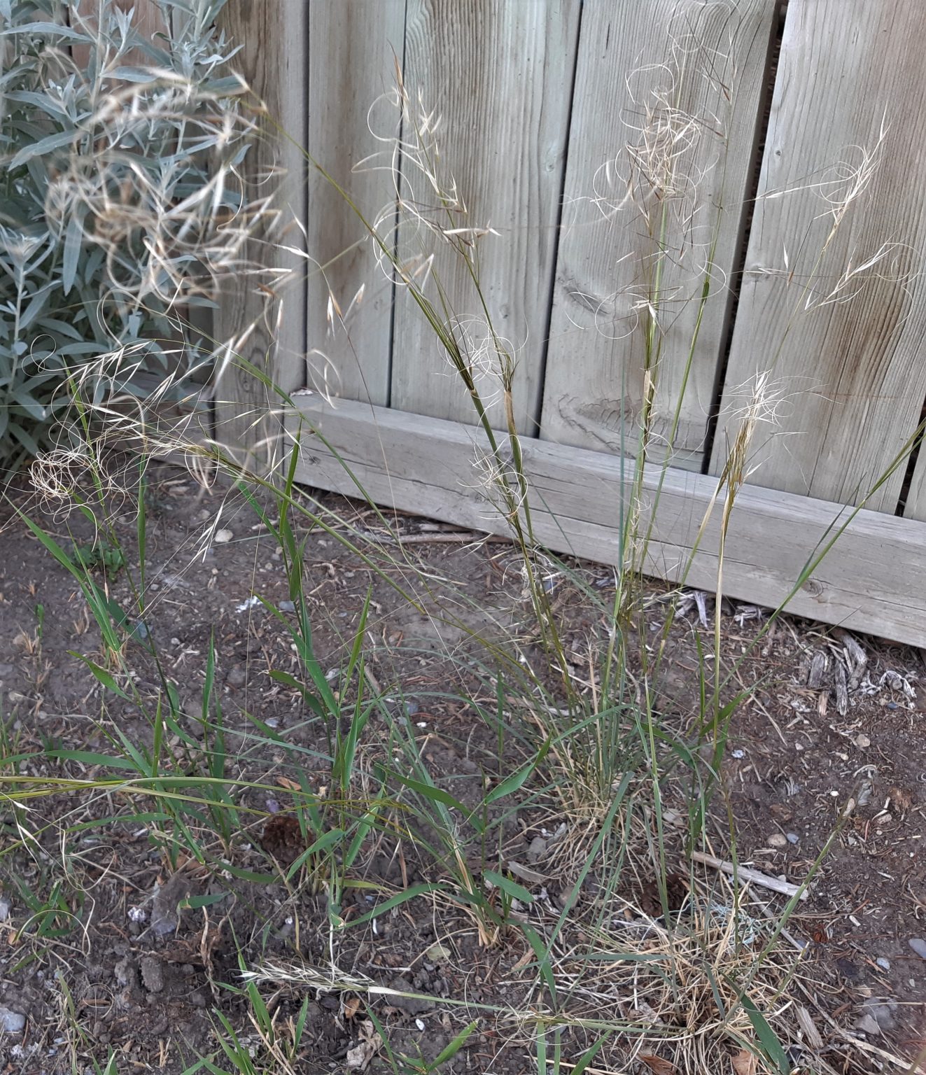 Previous Scientific Names Stipa comata