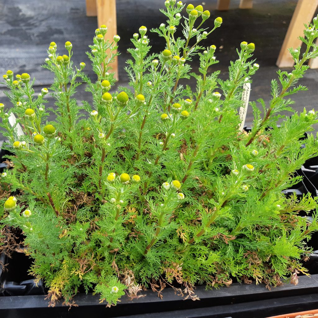 back to main search page