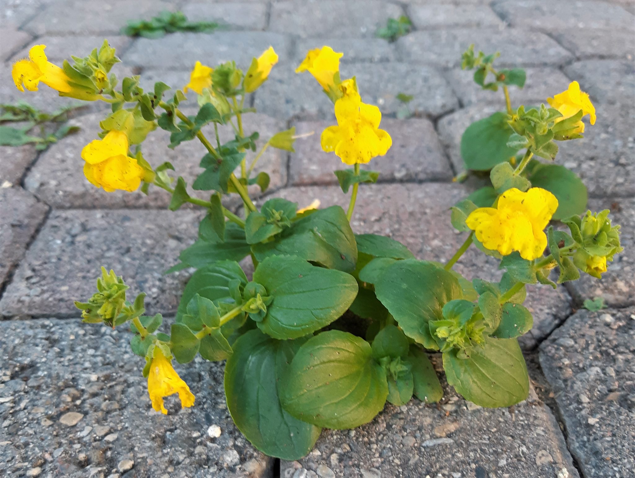 Previous Scientific Names Mimulus guttatus