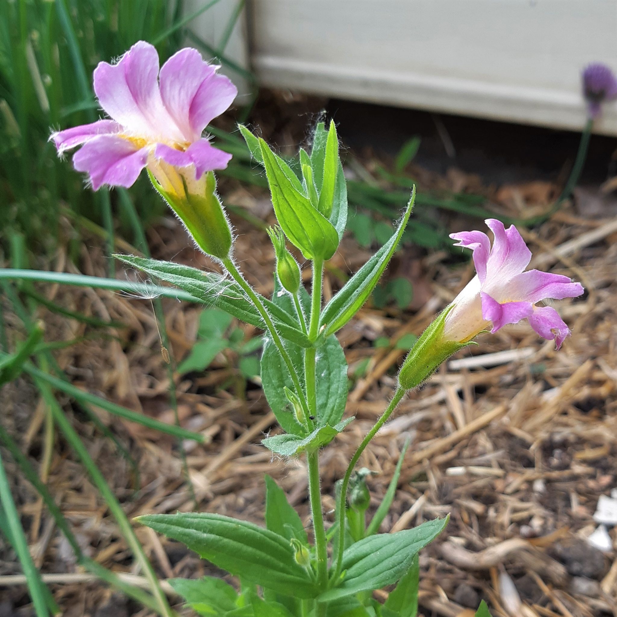 Previous Scientific Names Mimulus lewisii