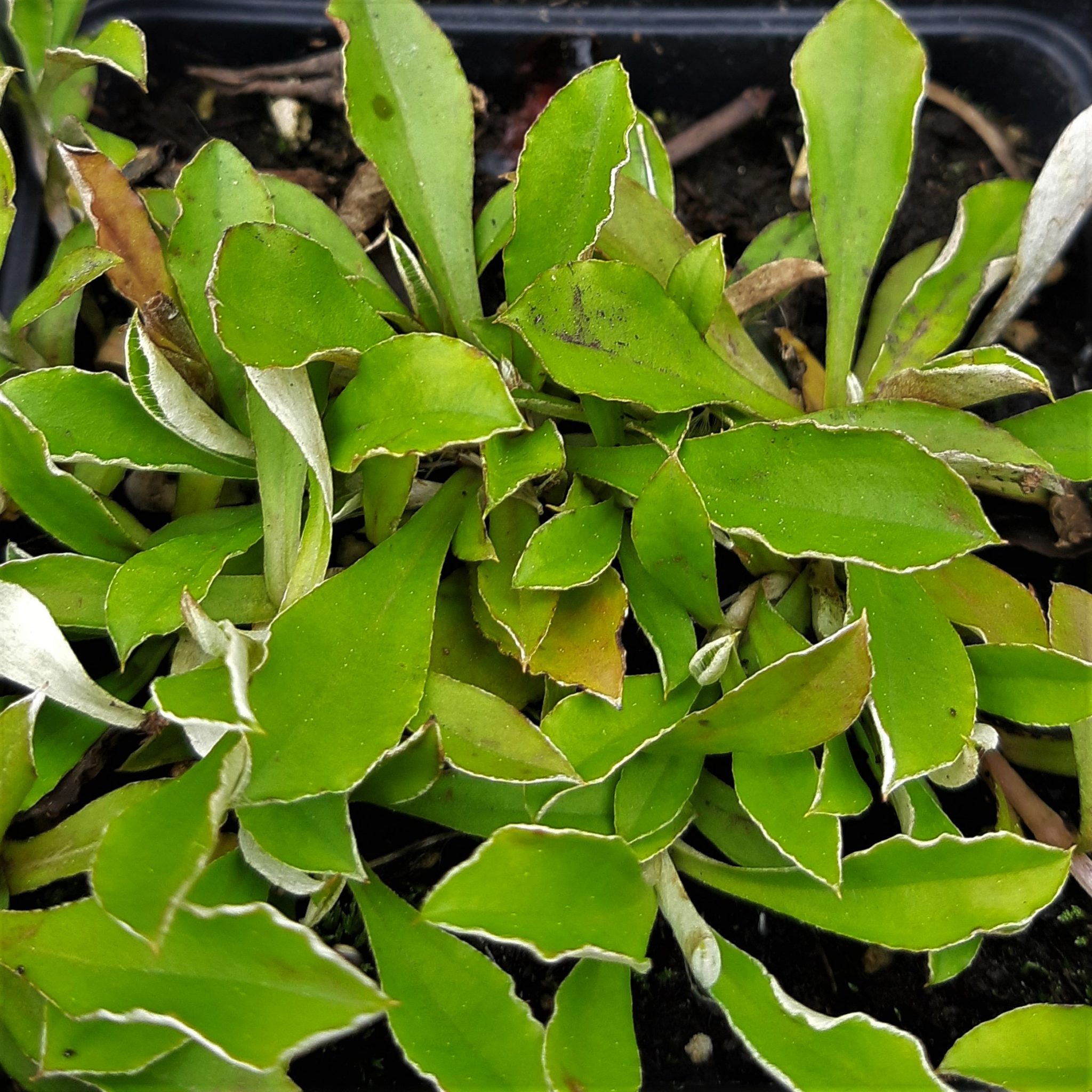 back to main search page