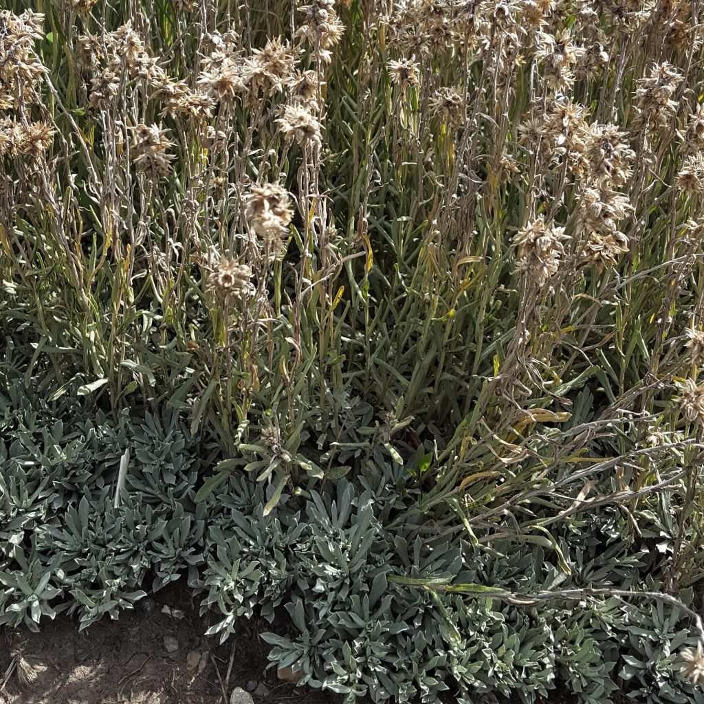 back to main search page