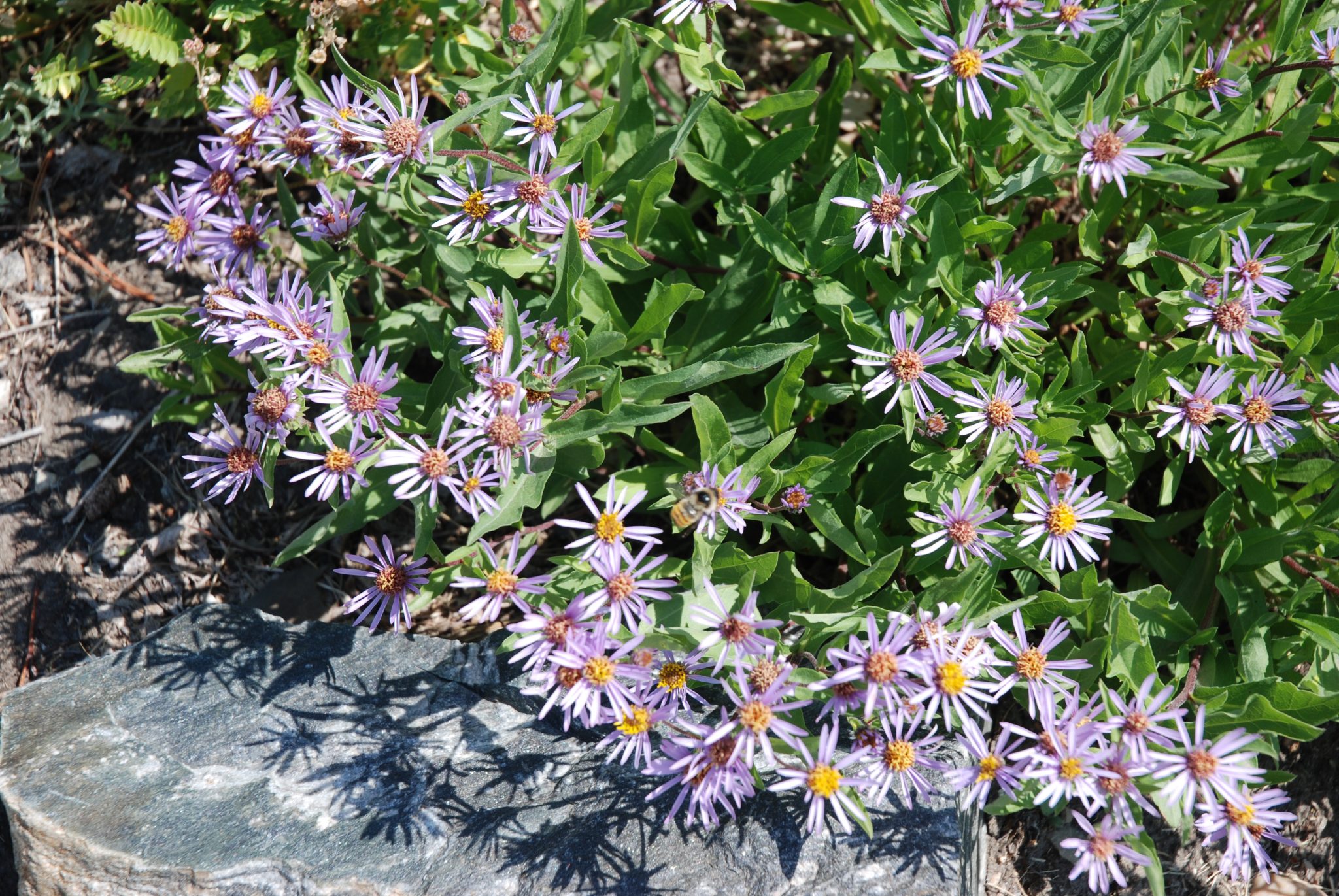 Previous Scientific Names Aster sibiricus