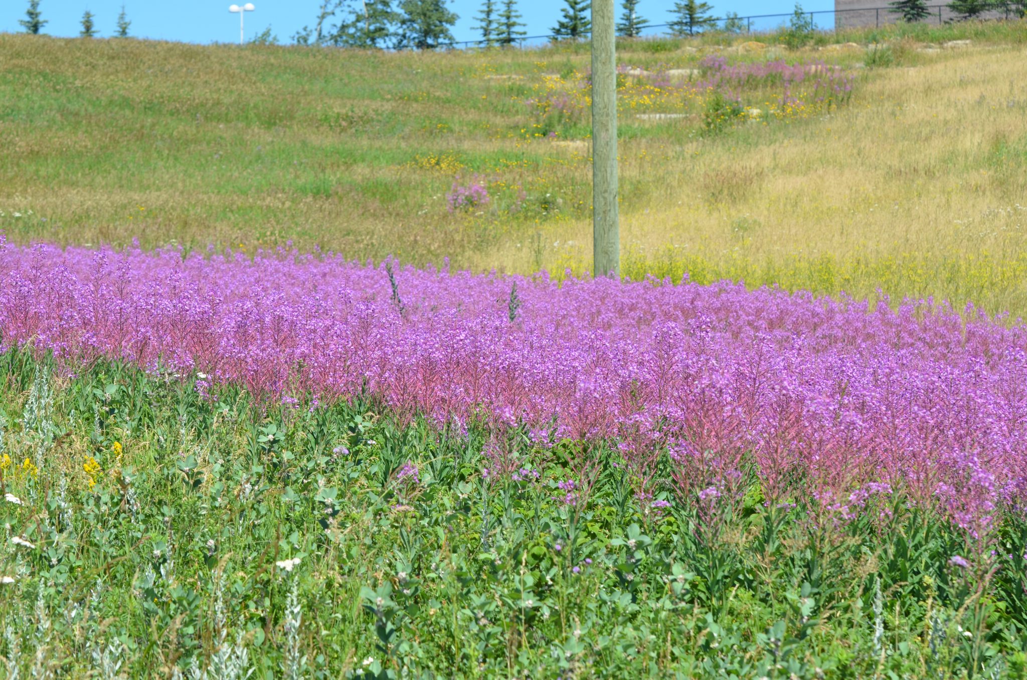 Previous Scientific Names Chamerion angustifolium, Epilobium angustifolium