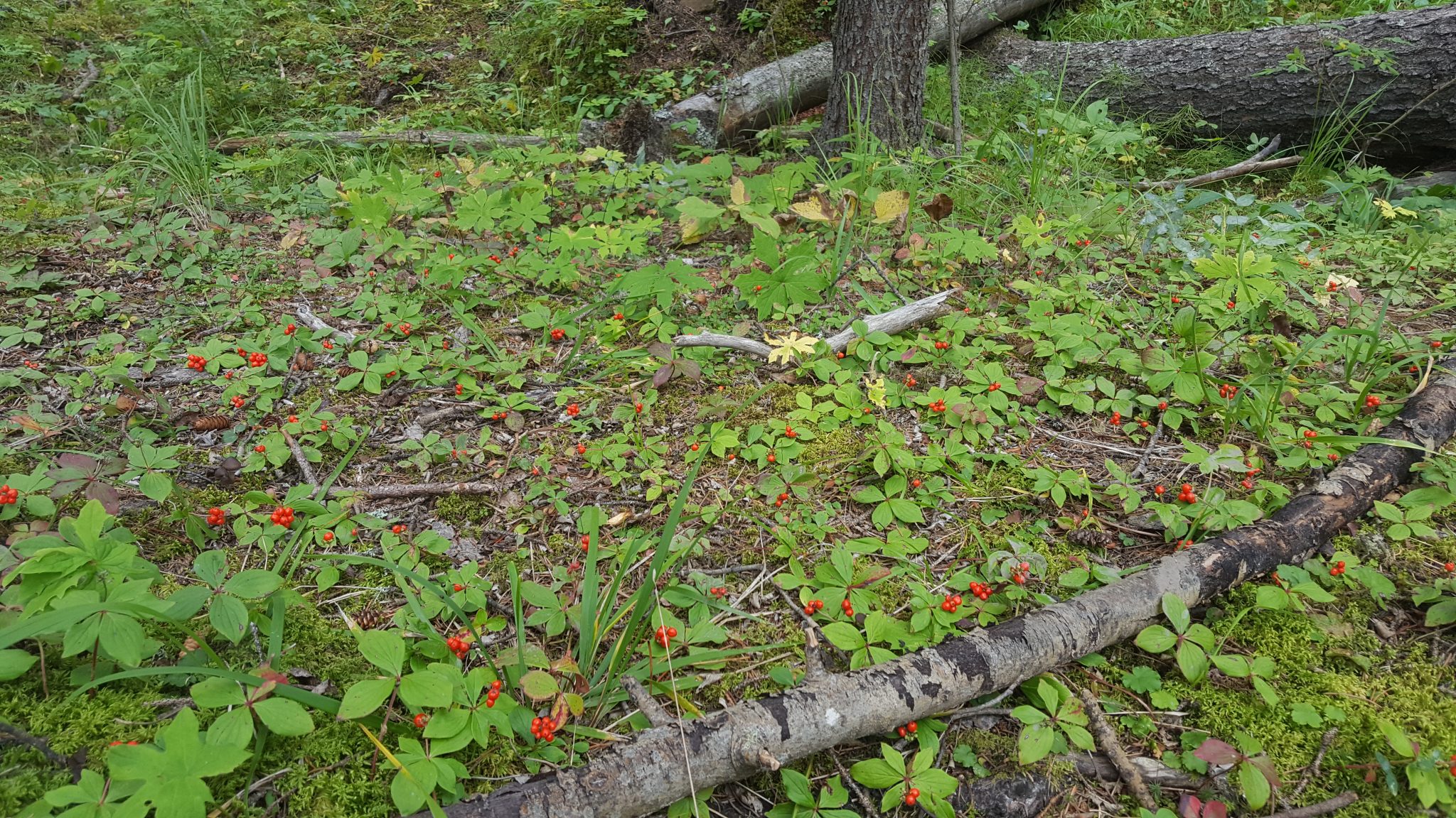 back to main search page