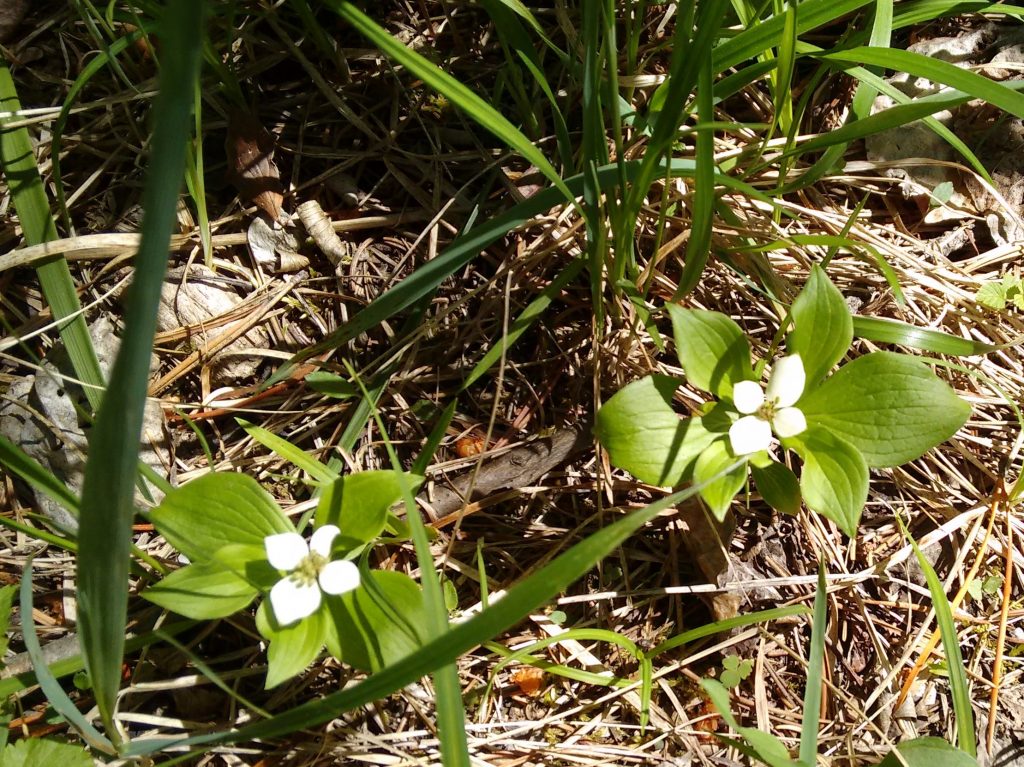 back to main search page