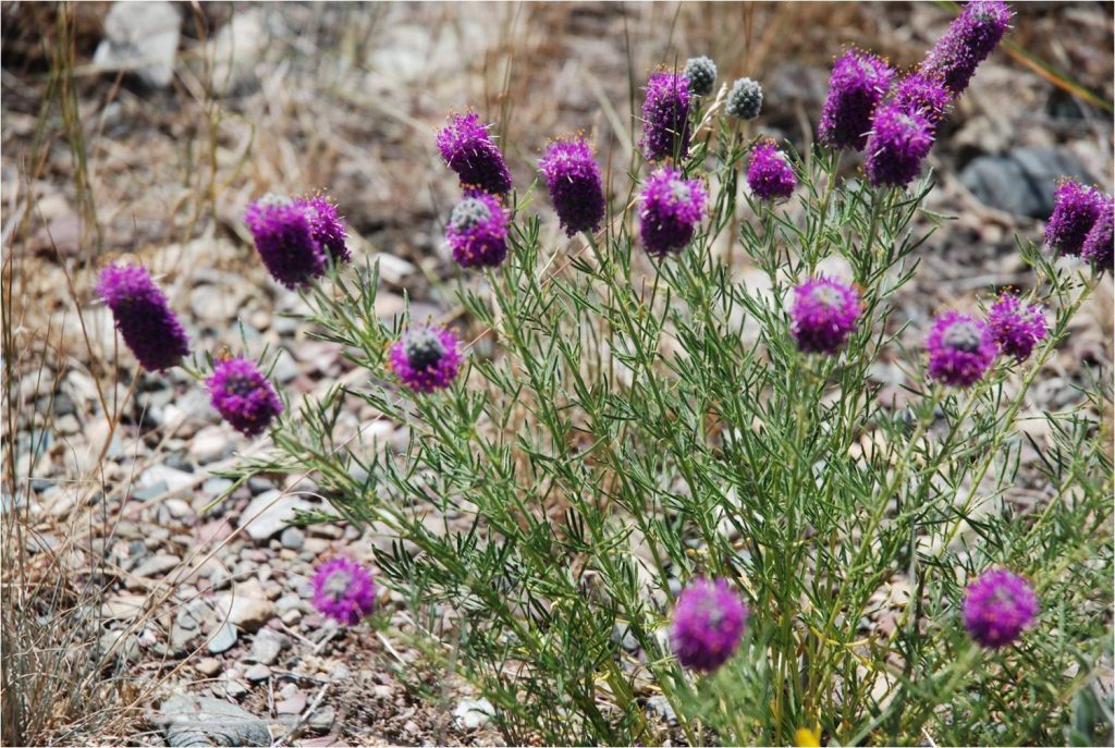 back to main search page