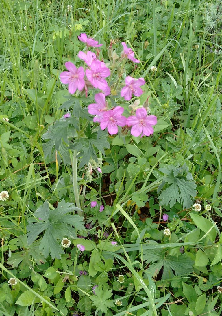 back to main search page