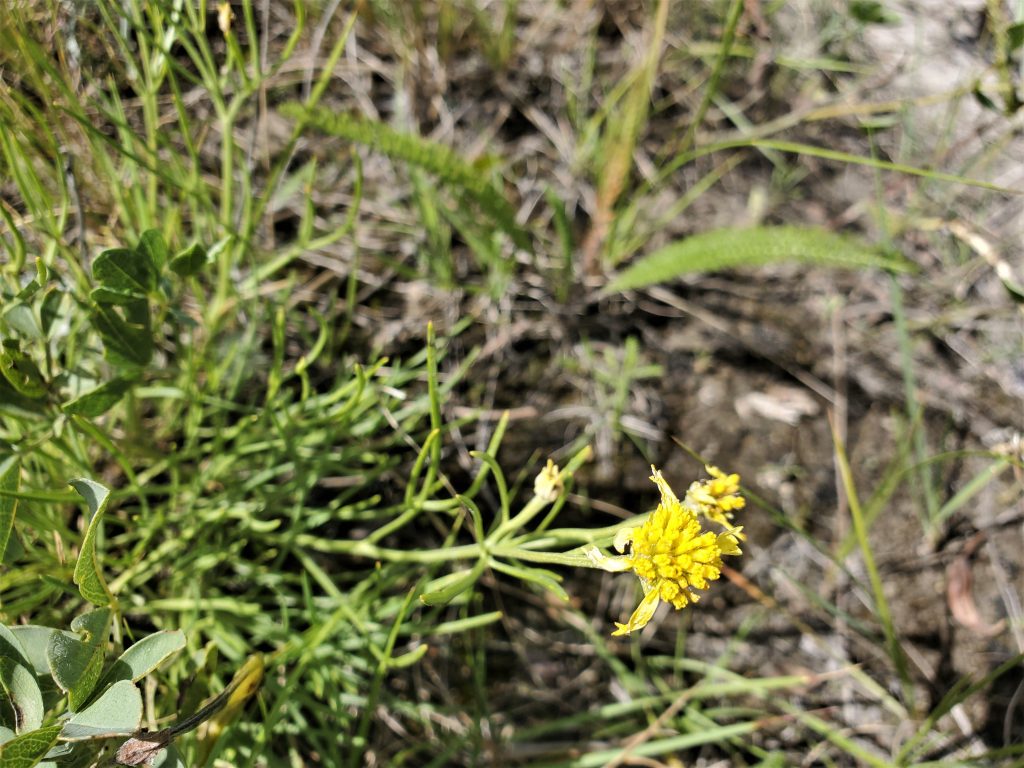 back to main search page