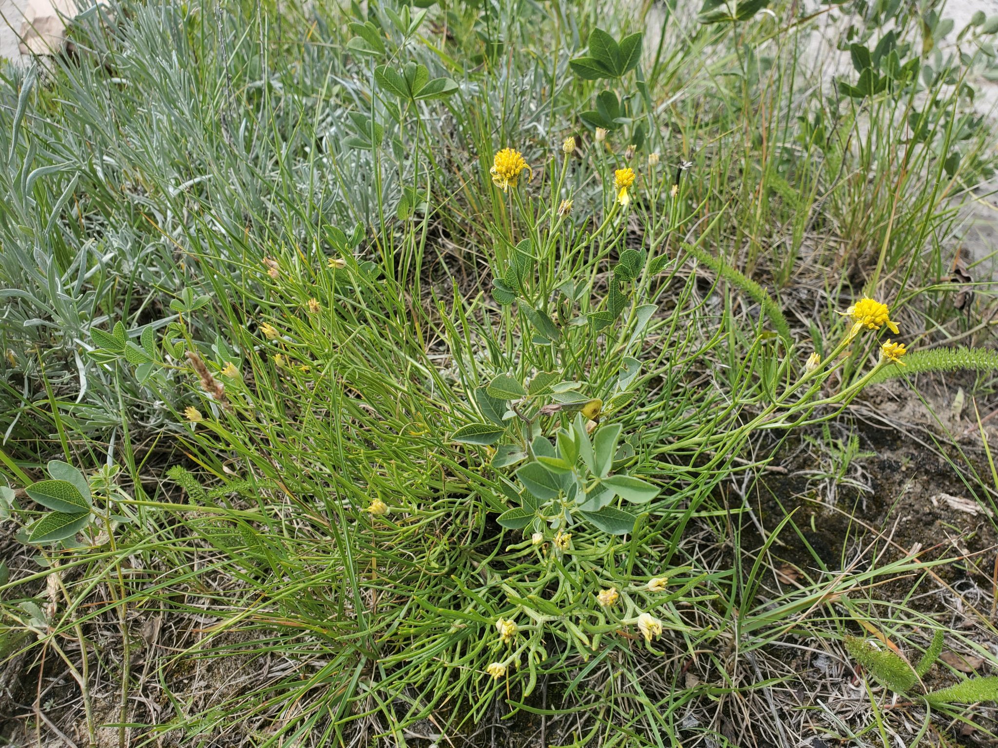 back to main search page