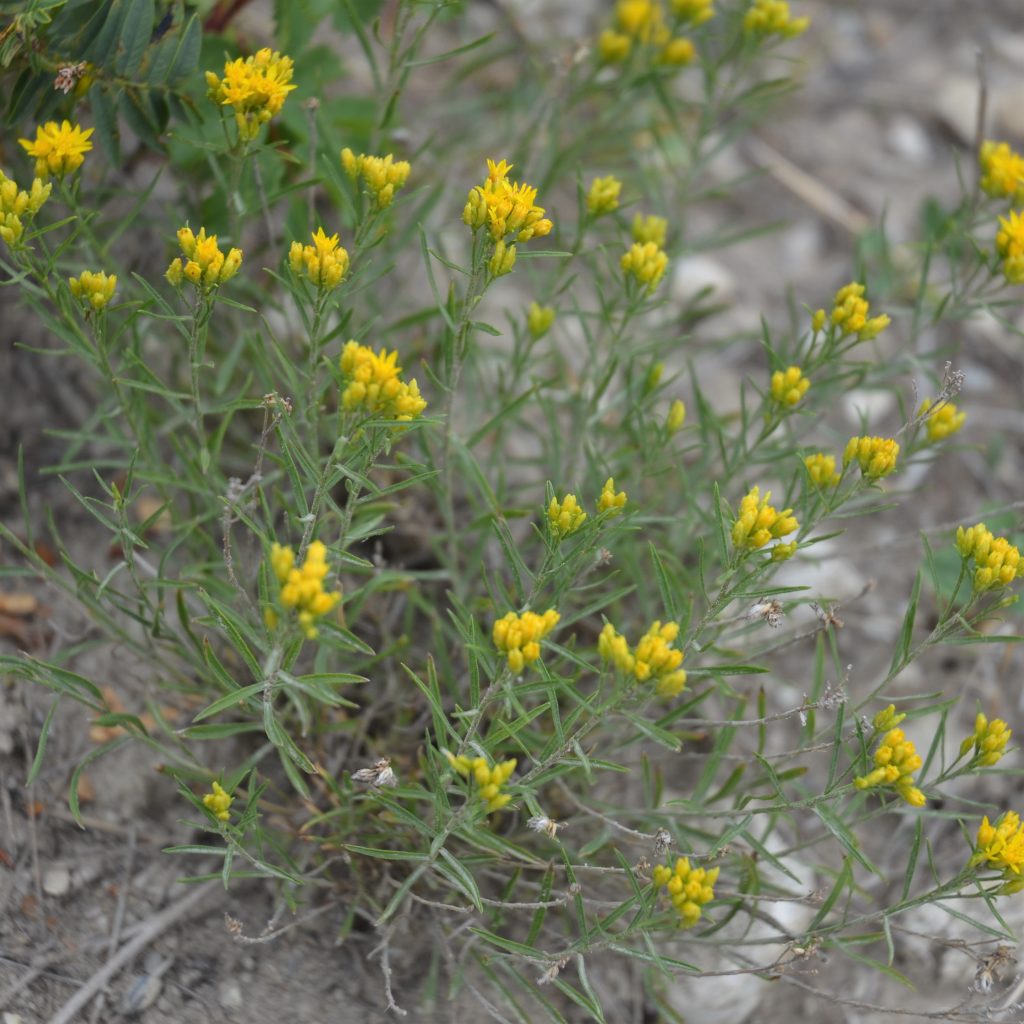 Other Considerations Subshrub