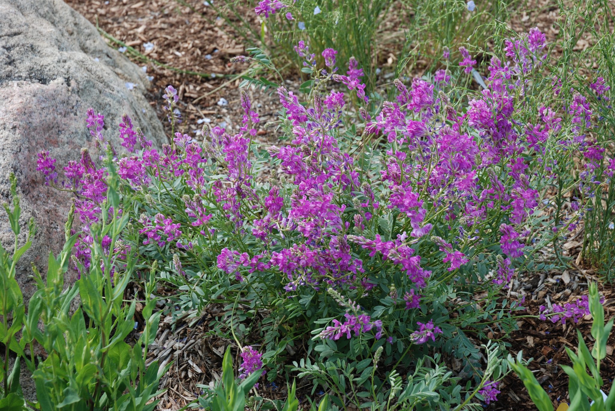 Alternate Common Names Northern Sweetvetch