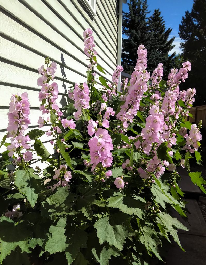 Previous Scientific Names Iliamna acerifolia, Malva rivularis, Phymosia ...