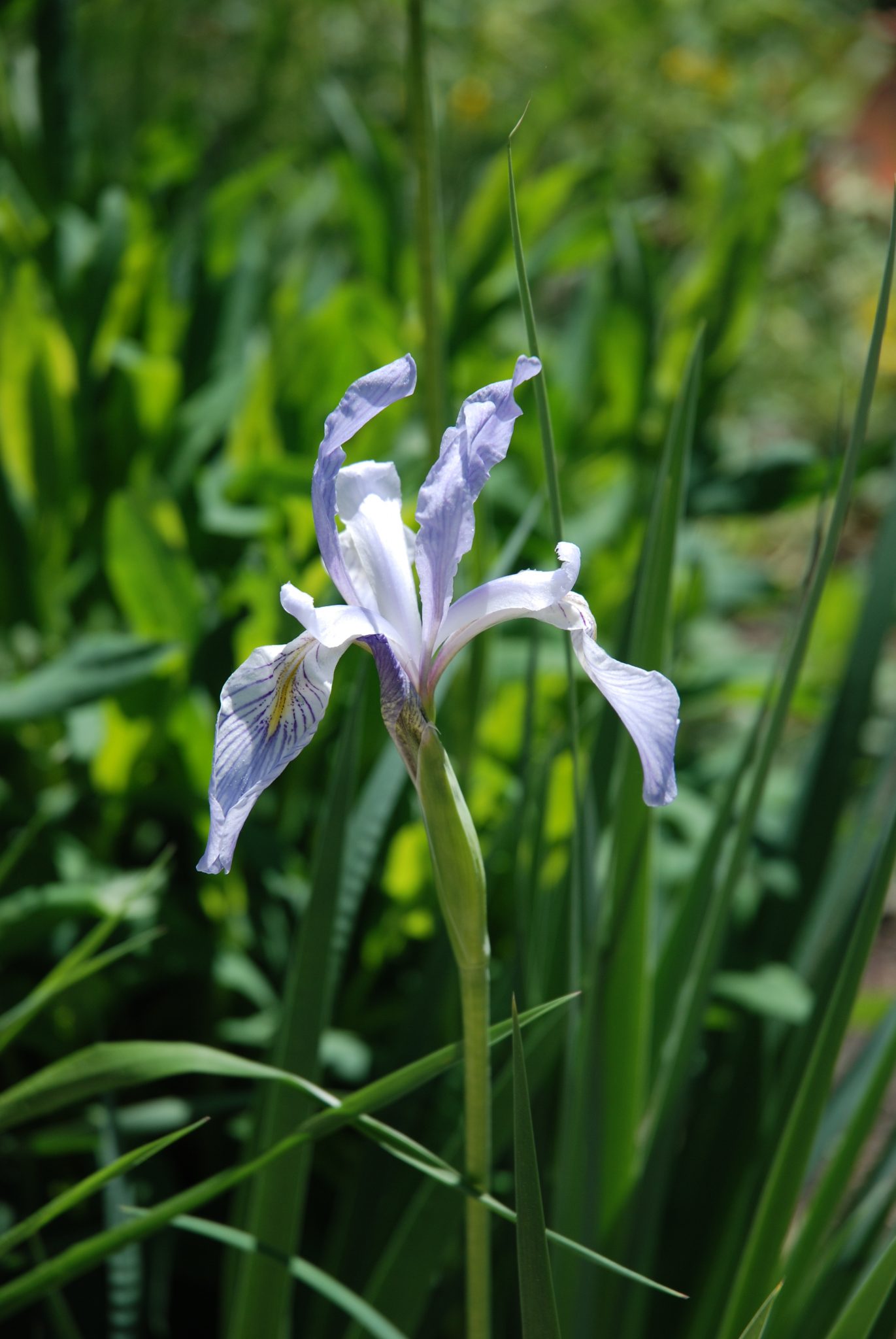 Alternate Common Names Rocky Mountain Iris, Western Blue Flag