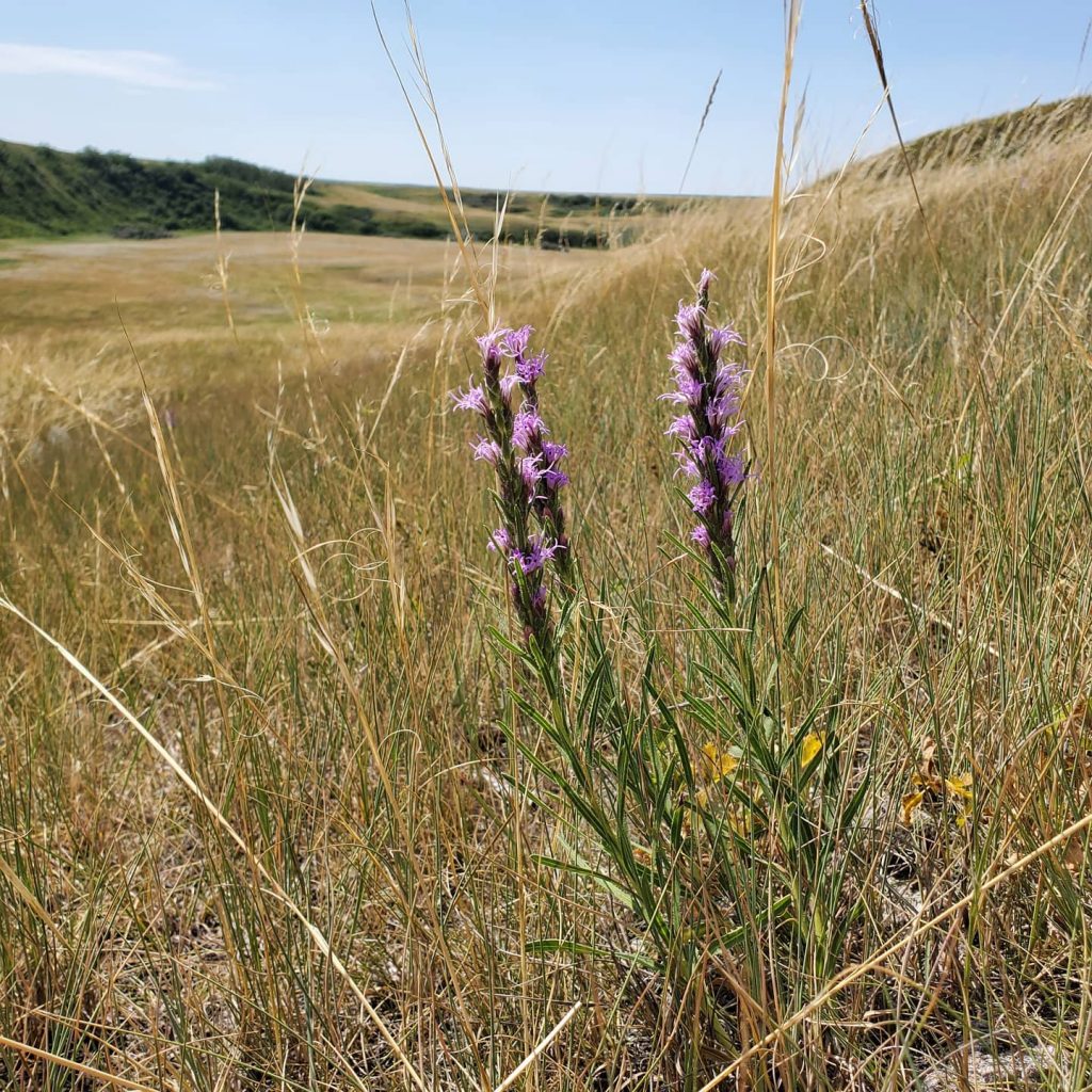 back to main search page