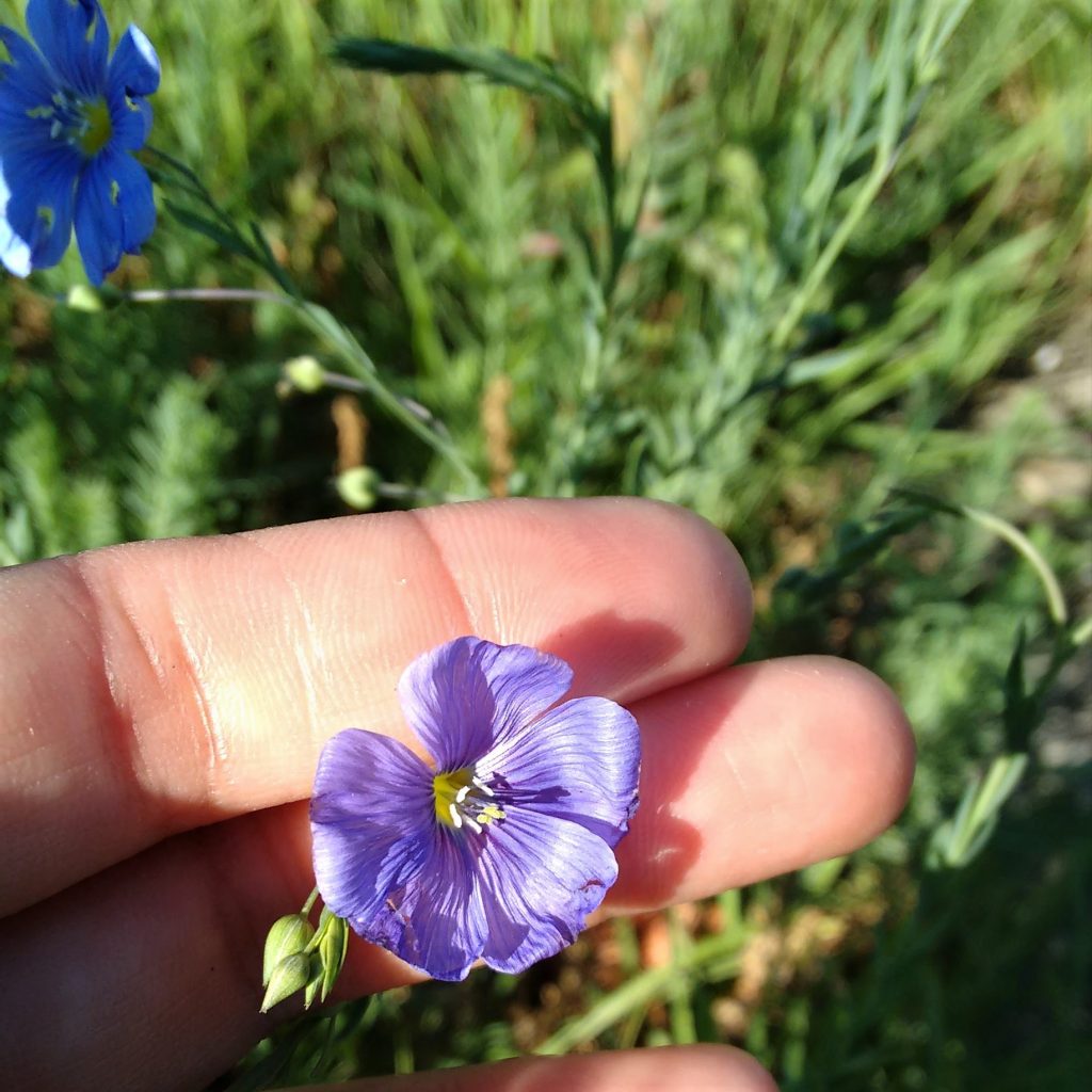 Alternate Common Names Lewis' Flax, Lewis' Wild Flax, Prairie Flax