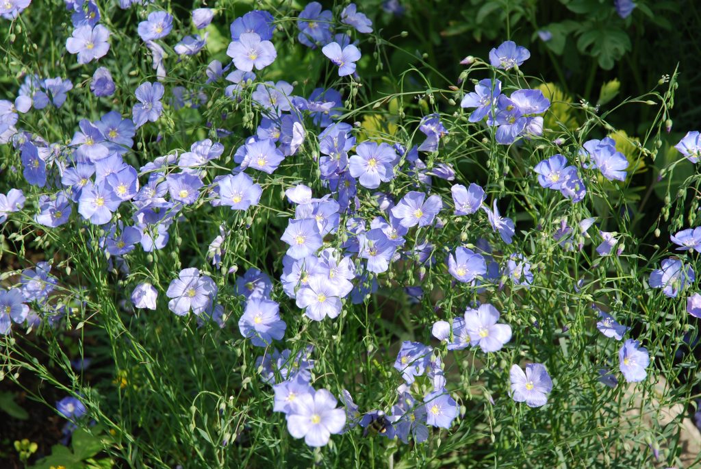 Alternate Common Names Lewis' Flax, Lewis' Wild Flax, Prairie Flax