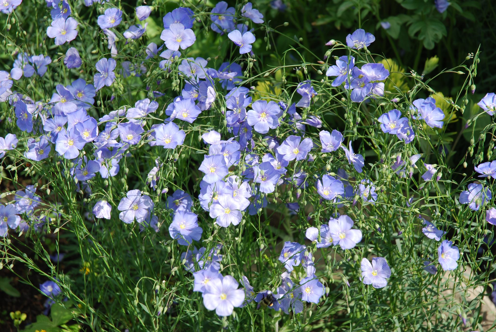 Alternate Common Names Lewis' Flax, Lewis' Wild Flax, Prairie Flax