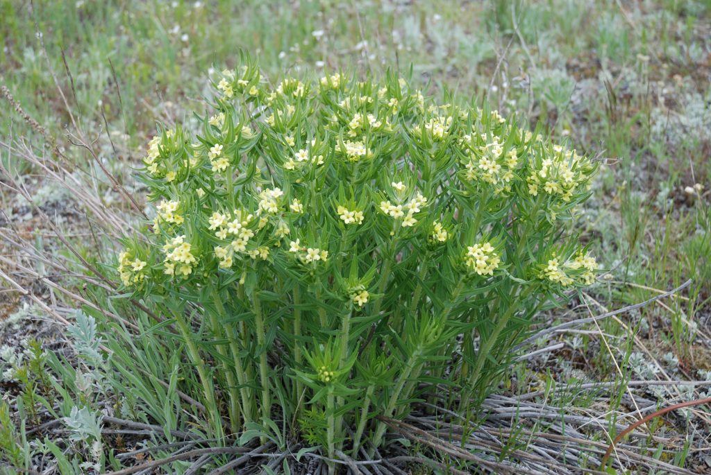 back to main search page