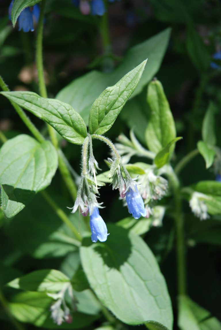 Alternate Common Names Tall Bluebells, Panicled Bluebells, Panicled ...