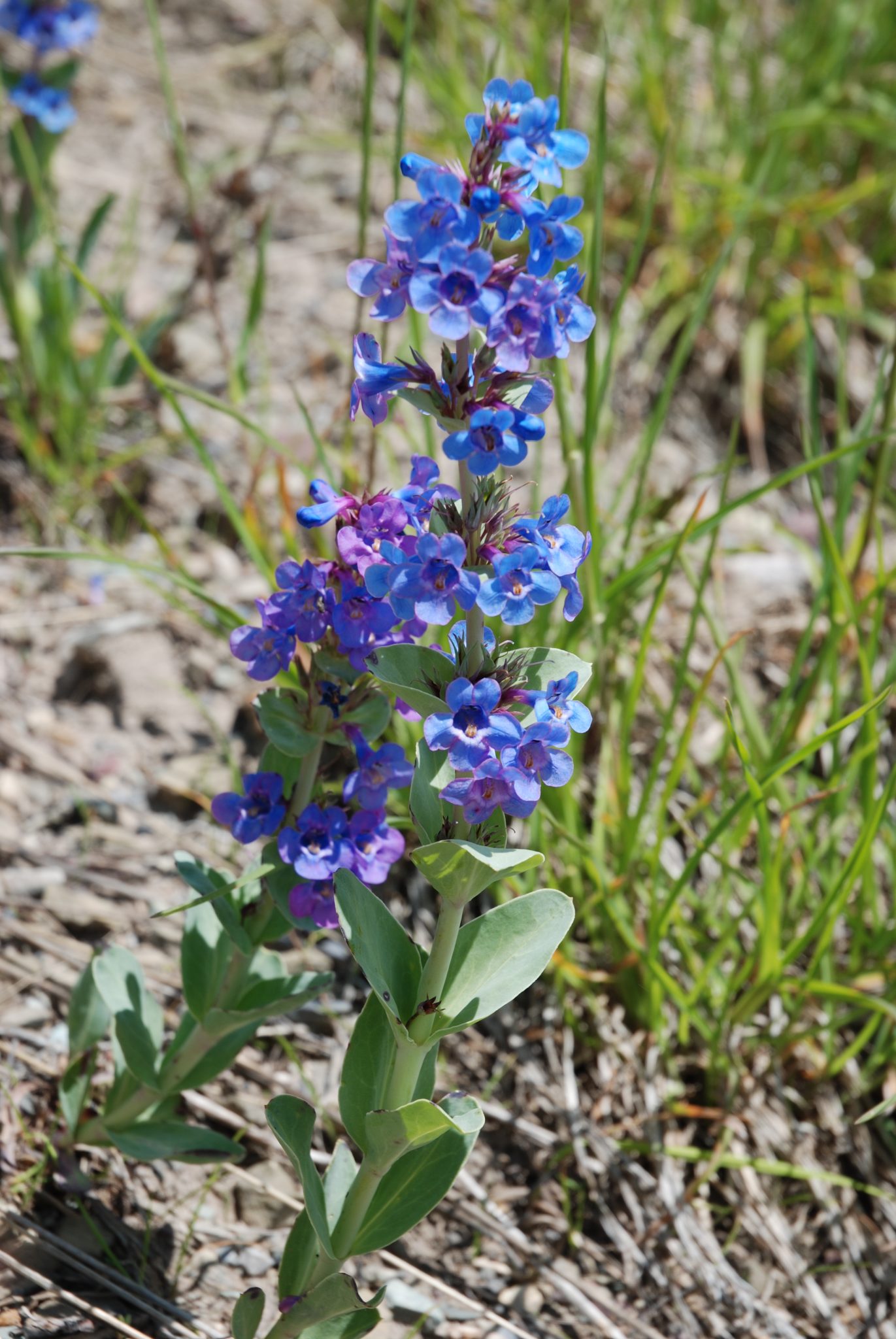 back to main search page