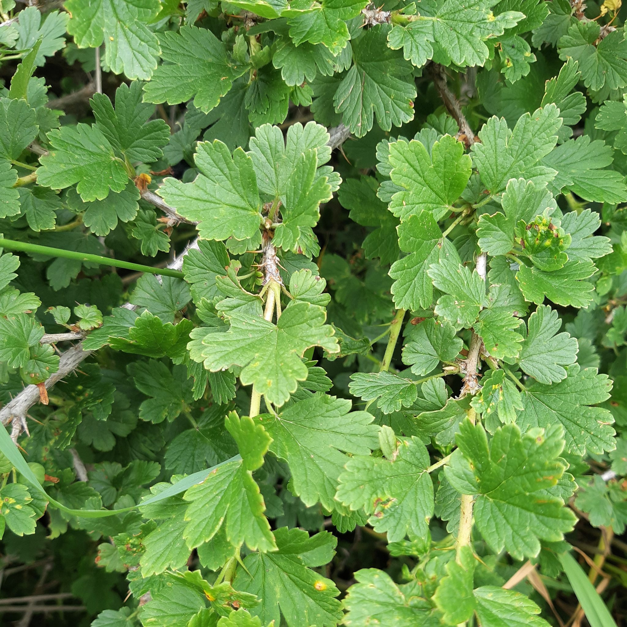 back to main search page