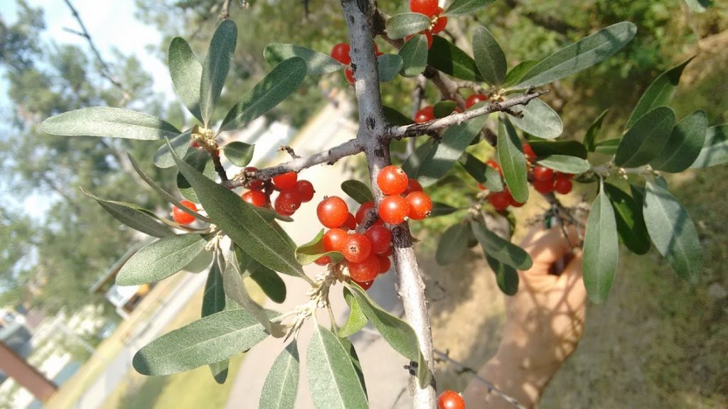 Alternate Common Names Thorny Buffaloberry, Silverberry, Buffalo Shepherdia