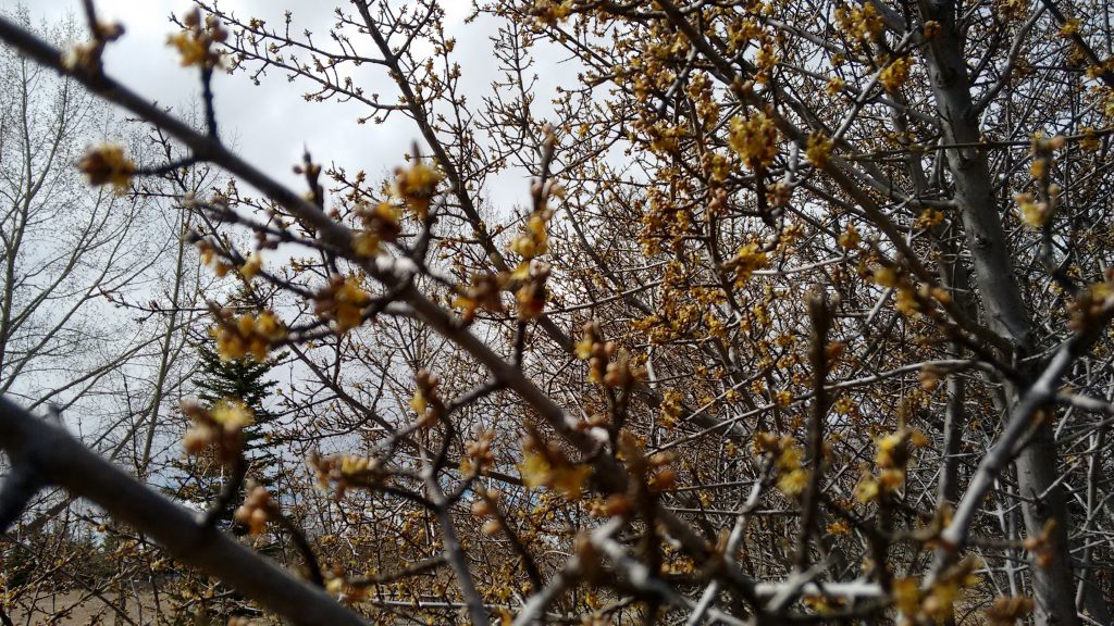 Alternate Common Names Thorny Buffaloberry, Silverberry, Buffalo Shepherdia