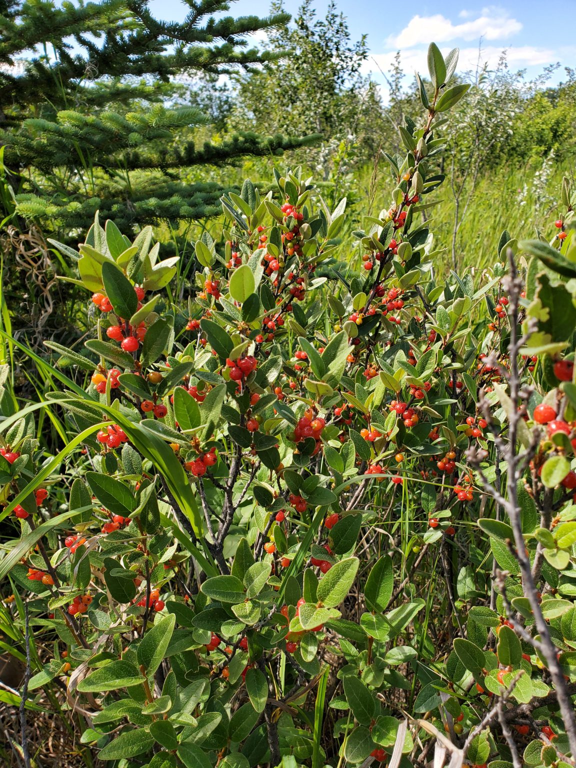 back to main search page