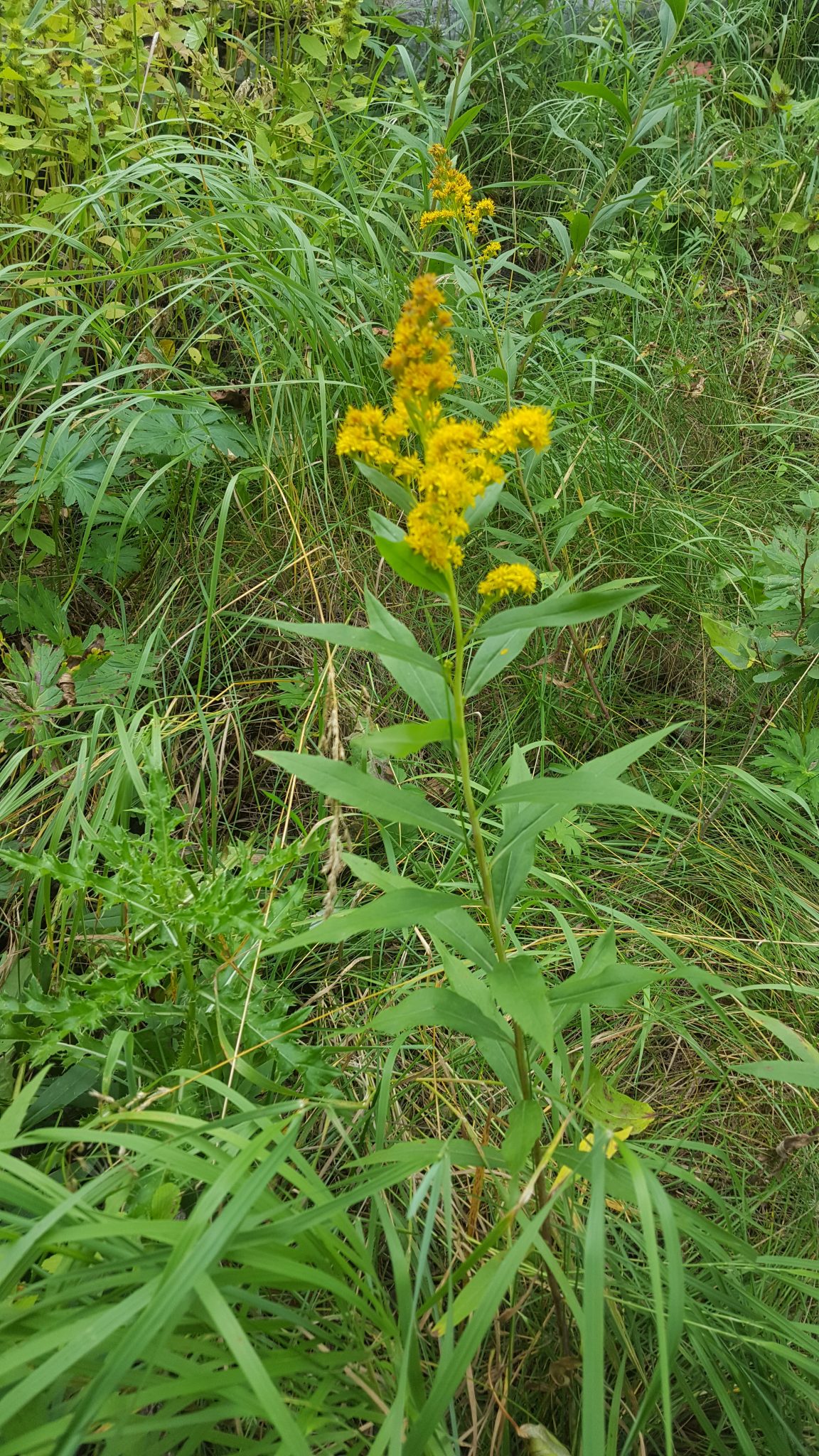 Previous Scientific Name Solidago canadensis