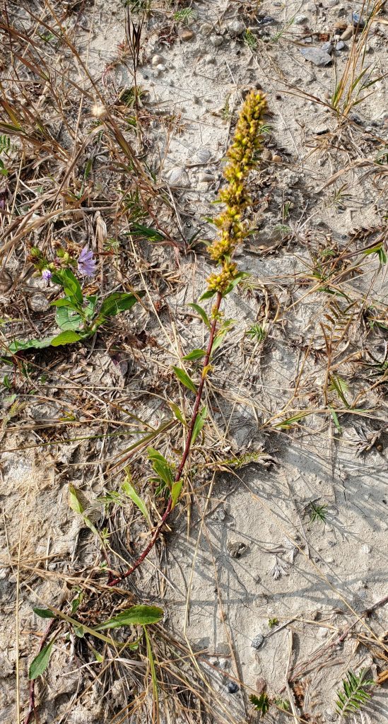 back to main search page