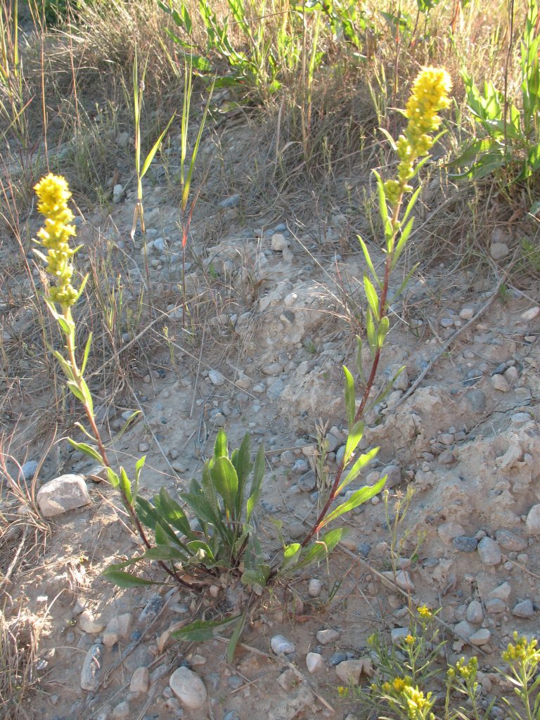 back to main search page