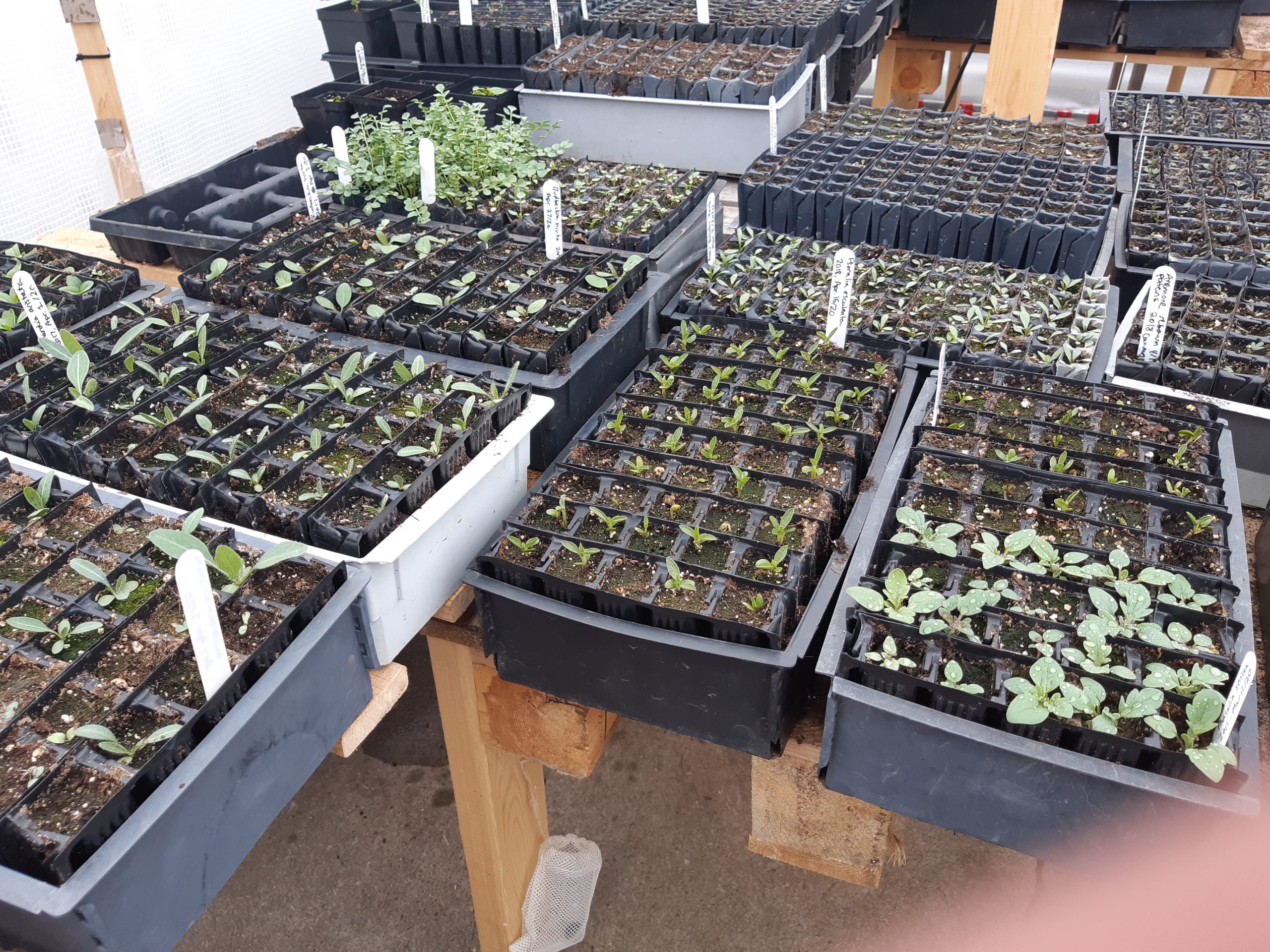 Plug trays with new germinants Blazing Star seedling with first true leaf