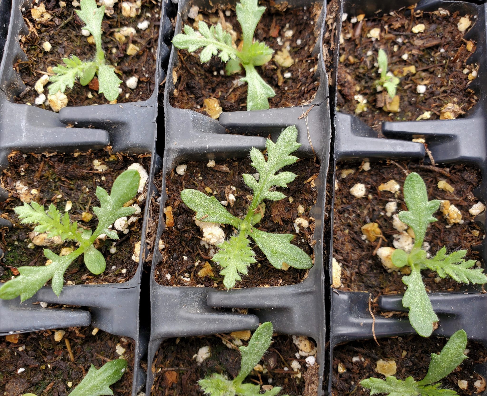 Annual Sunflower is a fast growing annual that requires one plant per 4 -inch pot or larger ...