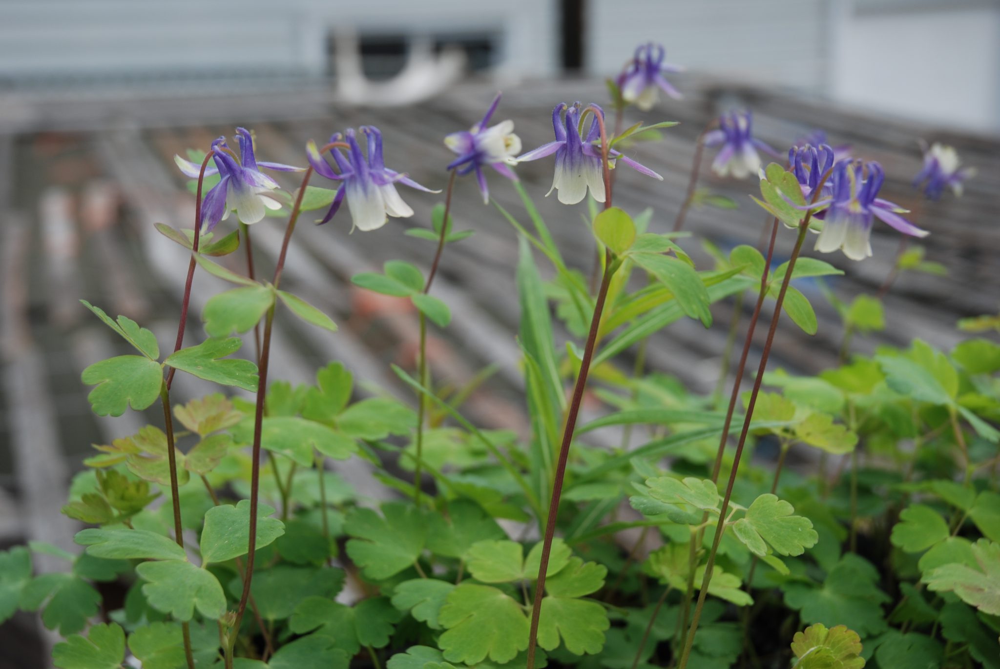 Blue Columbine, photo credit Dr. Al Fedkenheuer. Aquilegia brevistyla