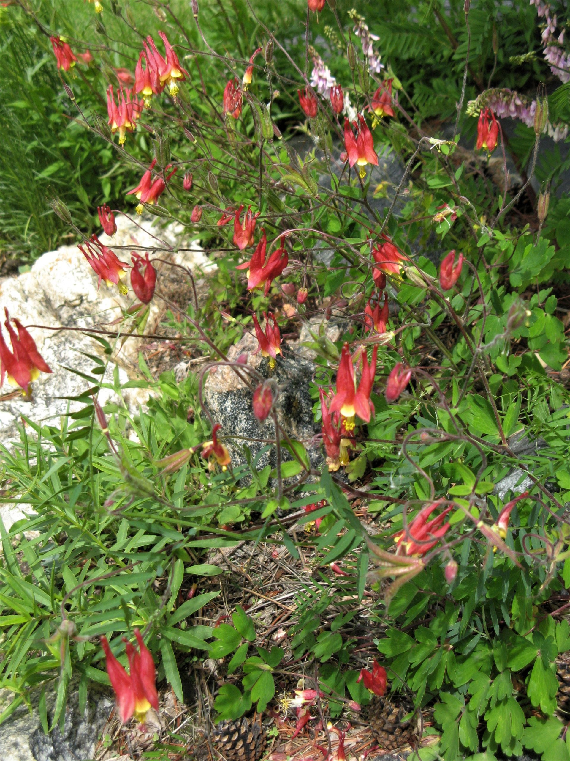 Blue Columbine, photo credit Dr. Al Fedkenheuer. Aquilegia brevistyla