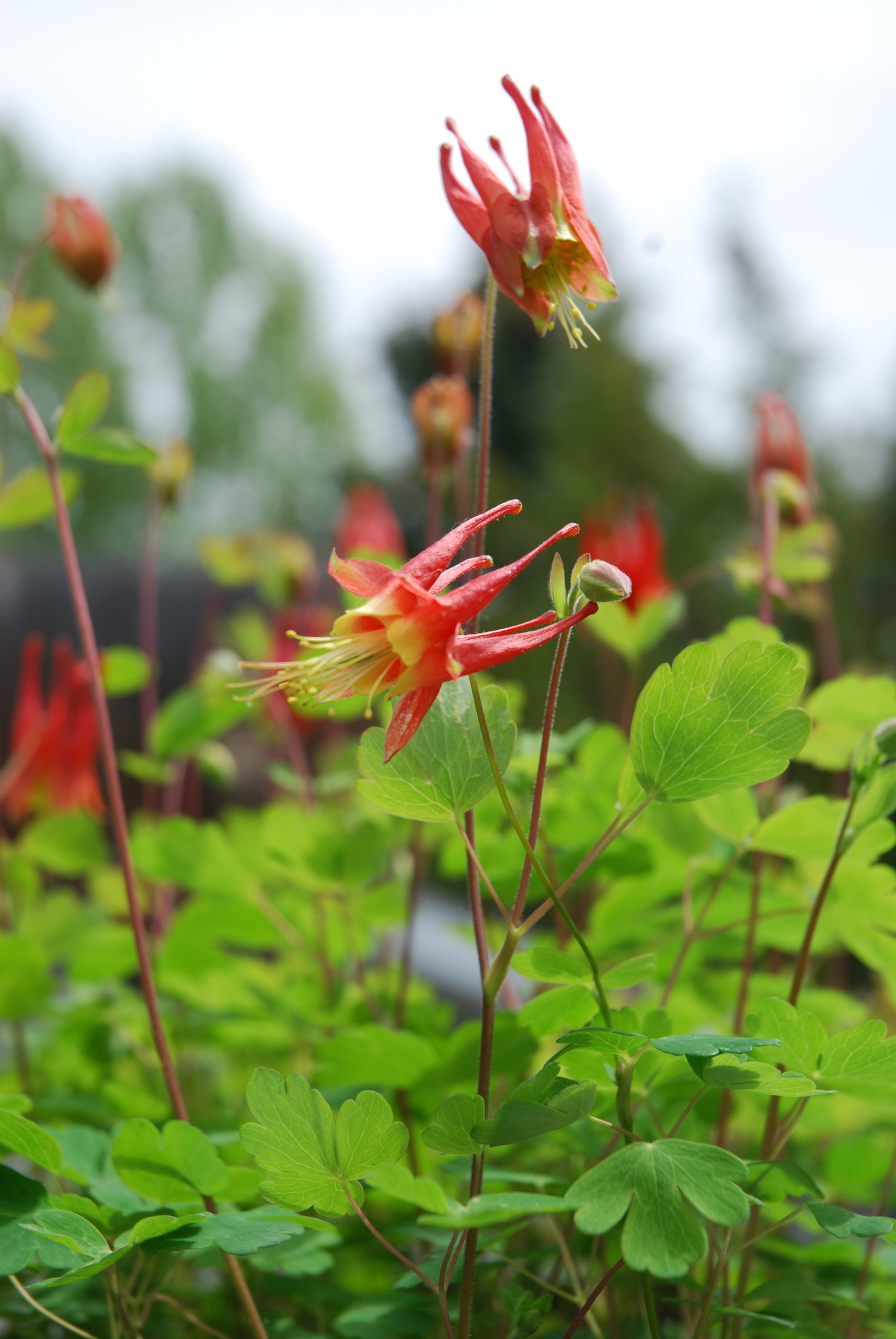Blue Columbine, photo credit Dr. Al Fedkenheuer. Aquilegia brevistyla