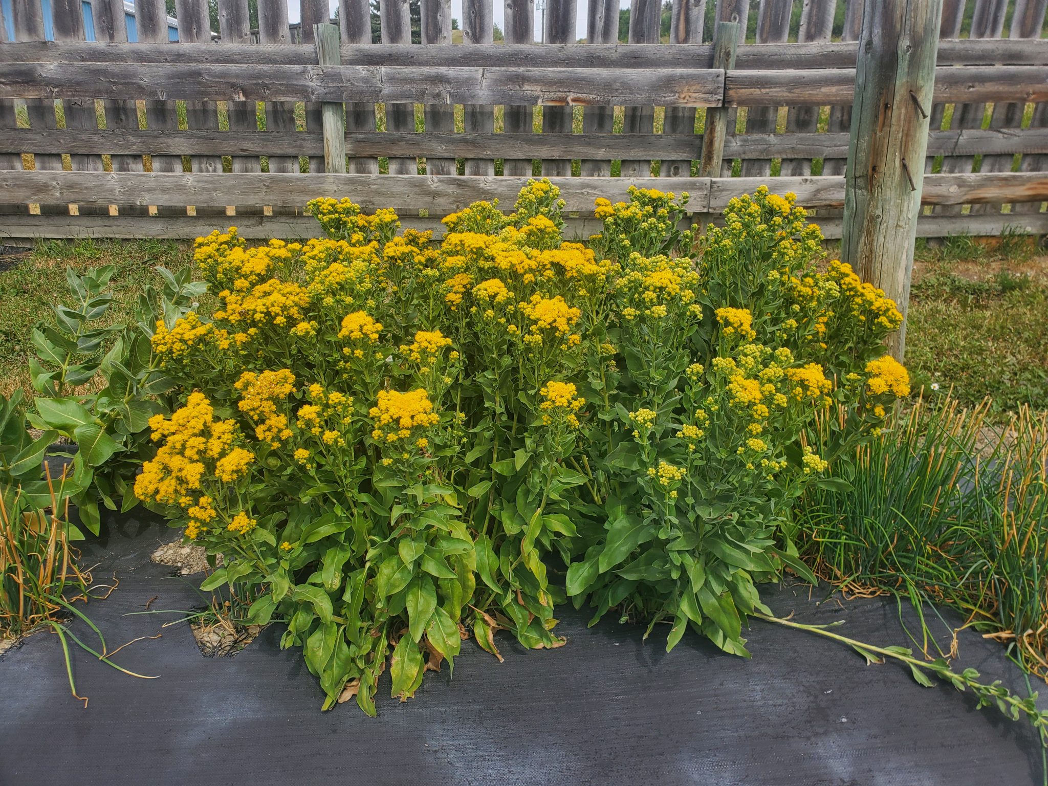 A patch of Stiff Goldenrod ( Solidago rigida ) planted from five native ...