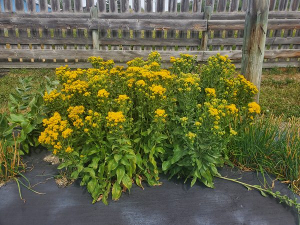 A patch of Stiff Goldenrod ( Solidago rigida ) planted from five native ...